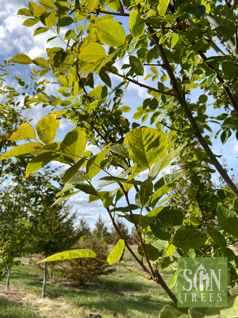Cladrastis kentukea - Spring Grove Nursery