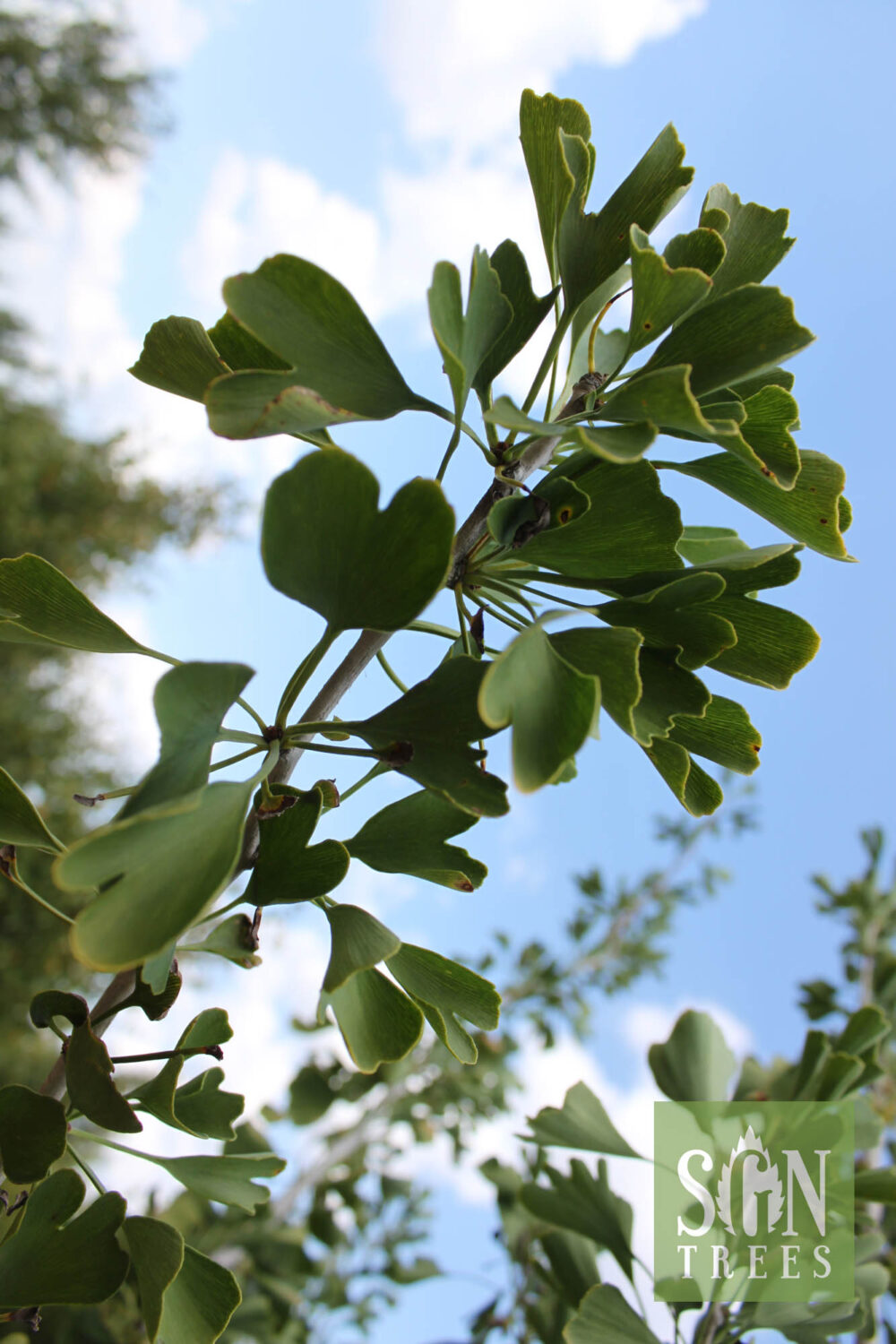 Ginkgo biloba 'Princeton Sentry' - Spring Grove Nursery