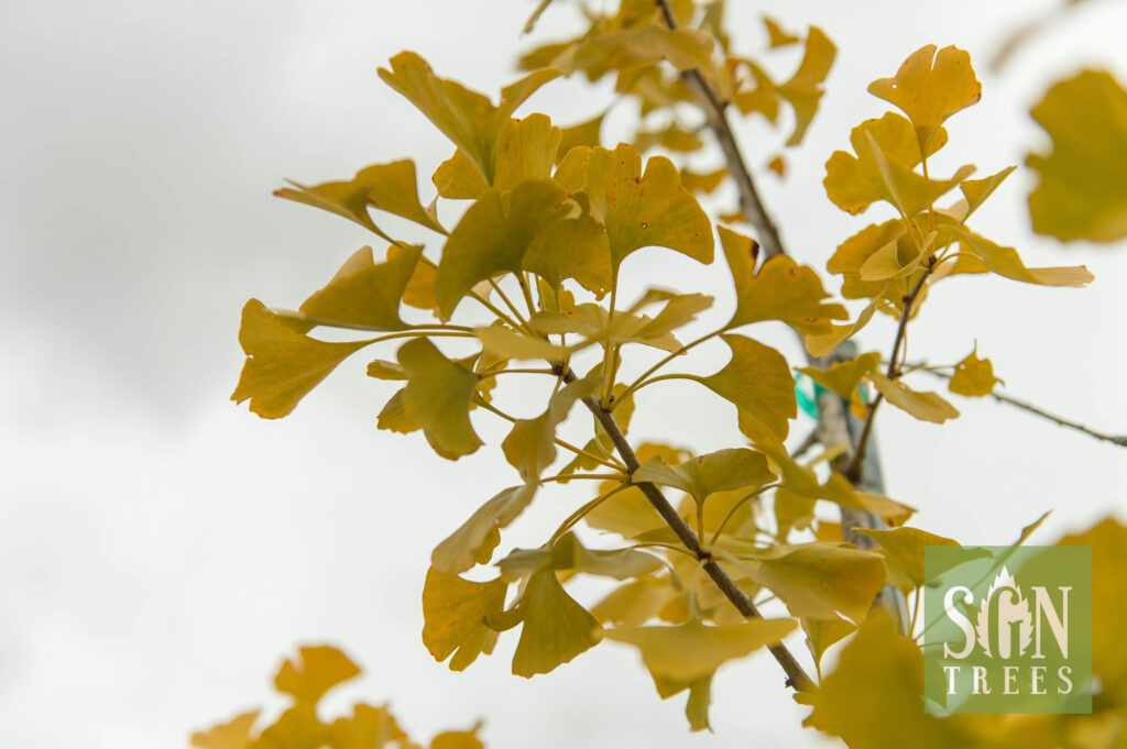Ginkgo biloba 'Princeton Sentry' - Spring Grove Nursery