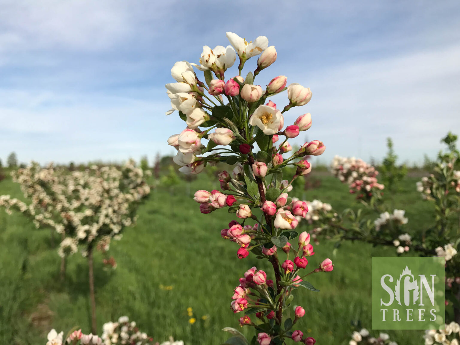 Malus 'Firebird' - Spring Grove Nursery