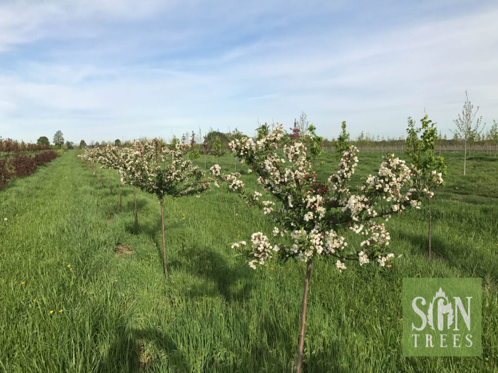 Malus 'Firebird' - Spring Grove Nursery