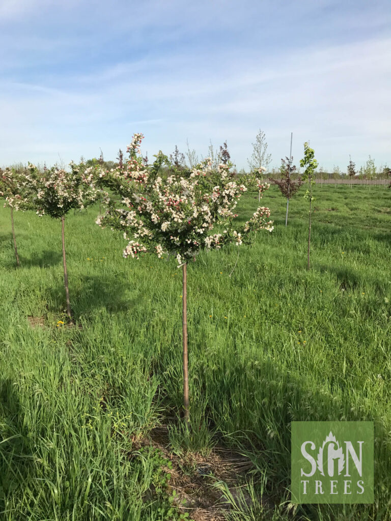 Malus 'Firebird' - Spring Grove Nursery
