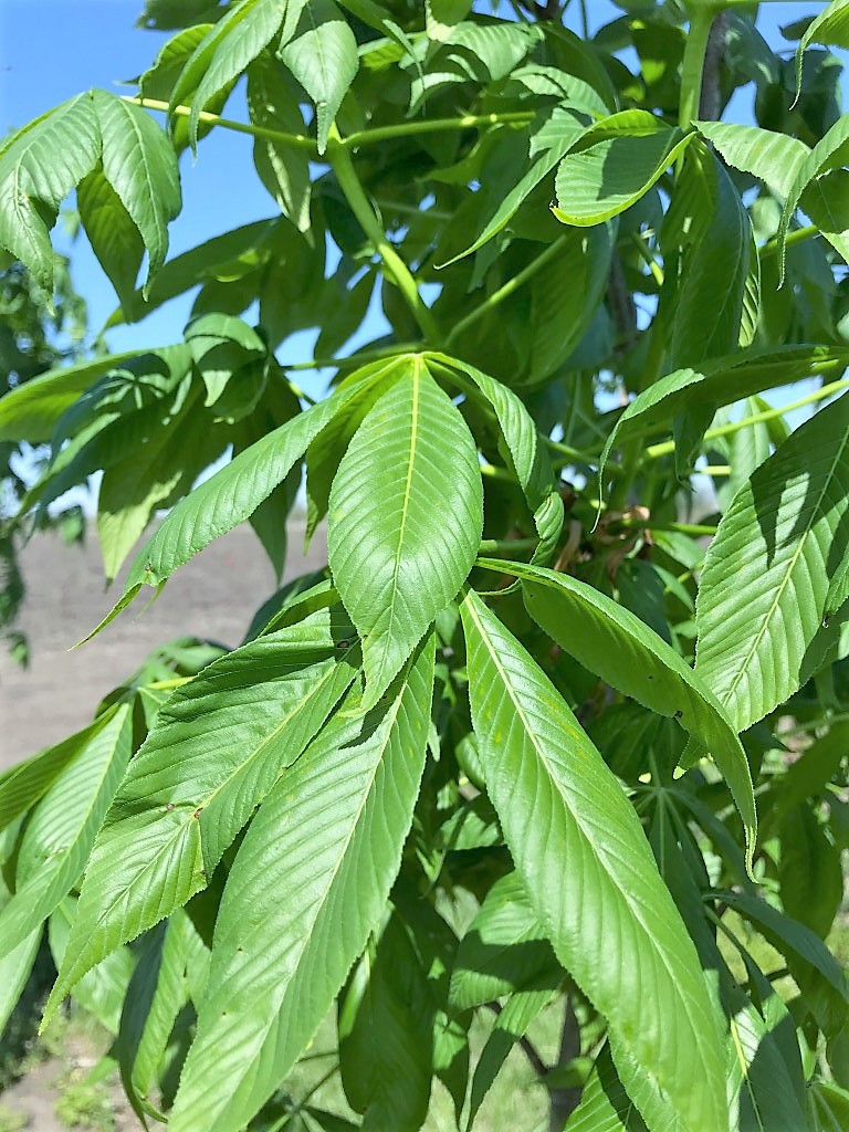 Spring Green! - Spring Grove Nursery