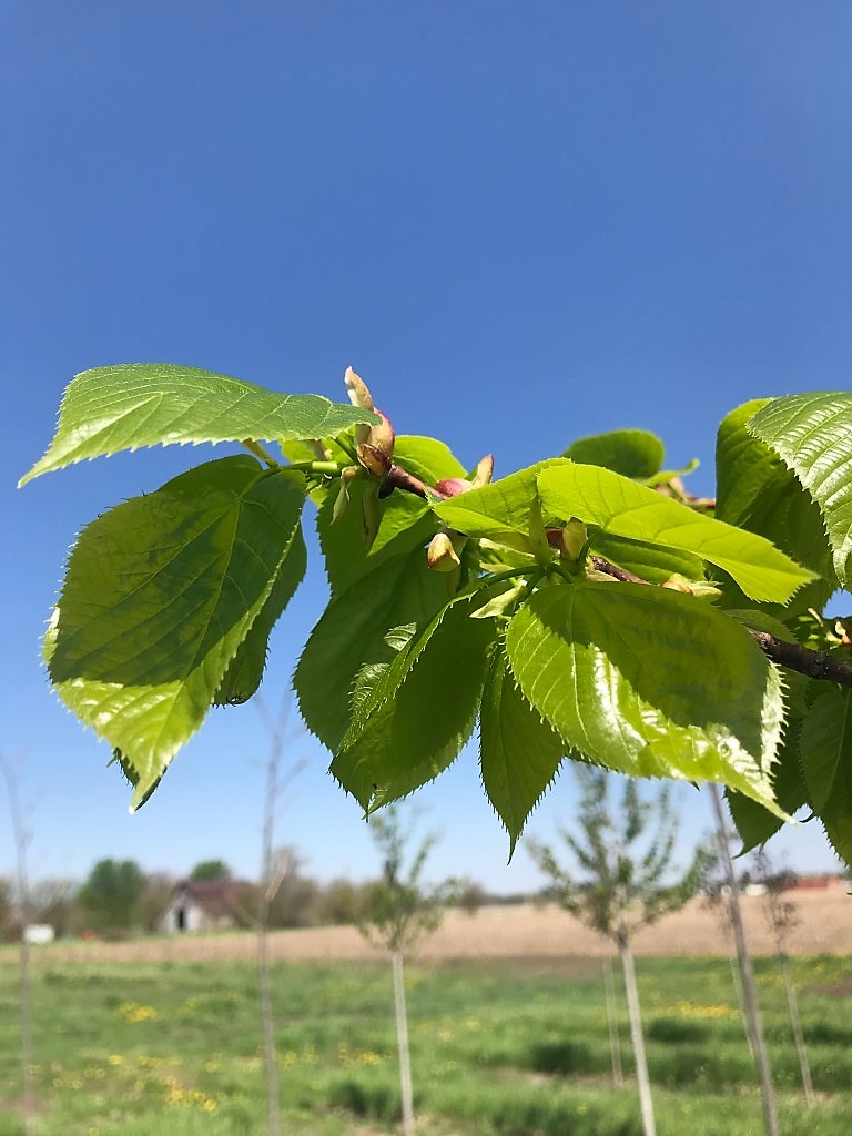 Spring Green! - Spring Grove Nursery