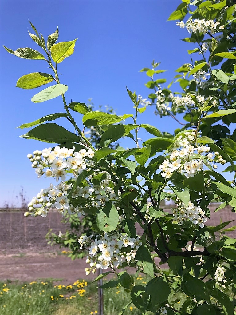 Spring Green! - Spring Grove Nursery