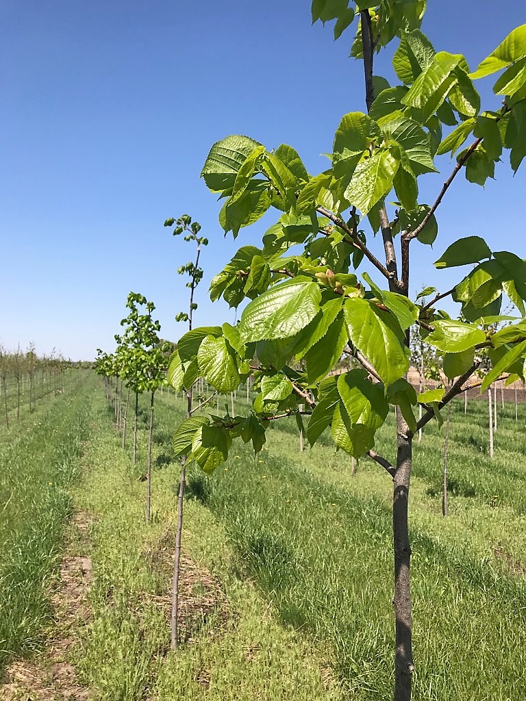 It's a Farmer Thing... - Spring Grove Nursery