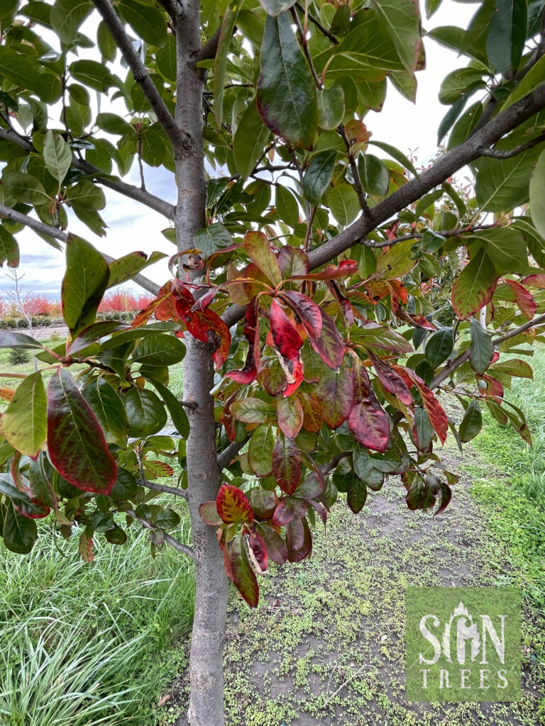 Nyssa sylvatica 'David Odom' - Spring Grove Nursery
