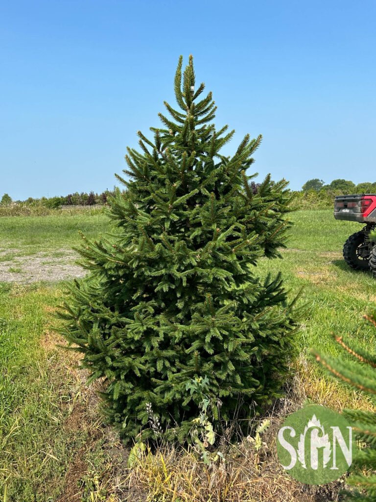 Picea abies - Spring Grove Nursery