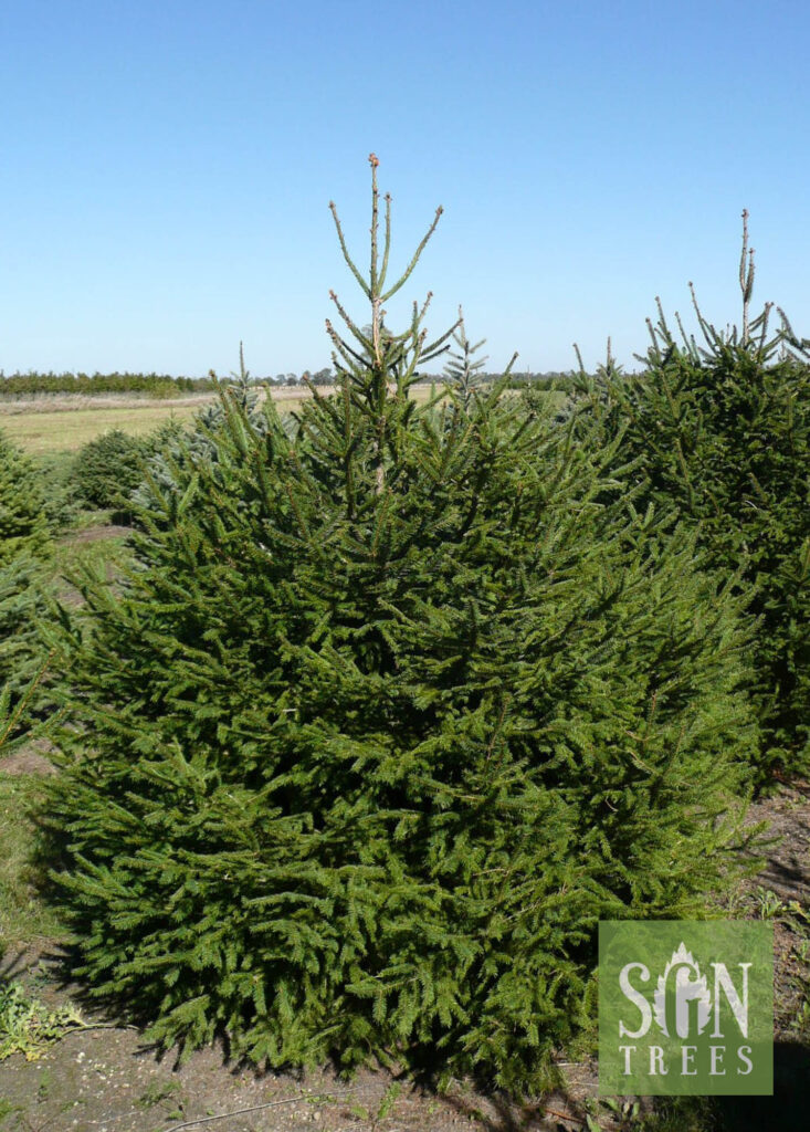 Picea abies - Spring Grove Nursery