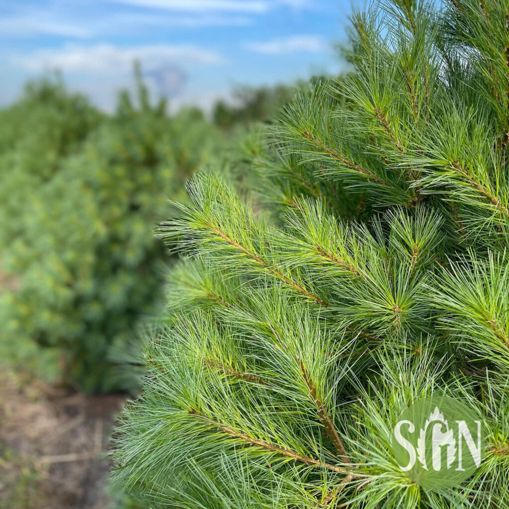 Pinus strobus - Spring Grove Nursery
