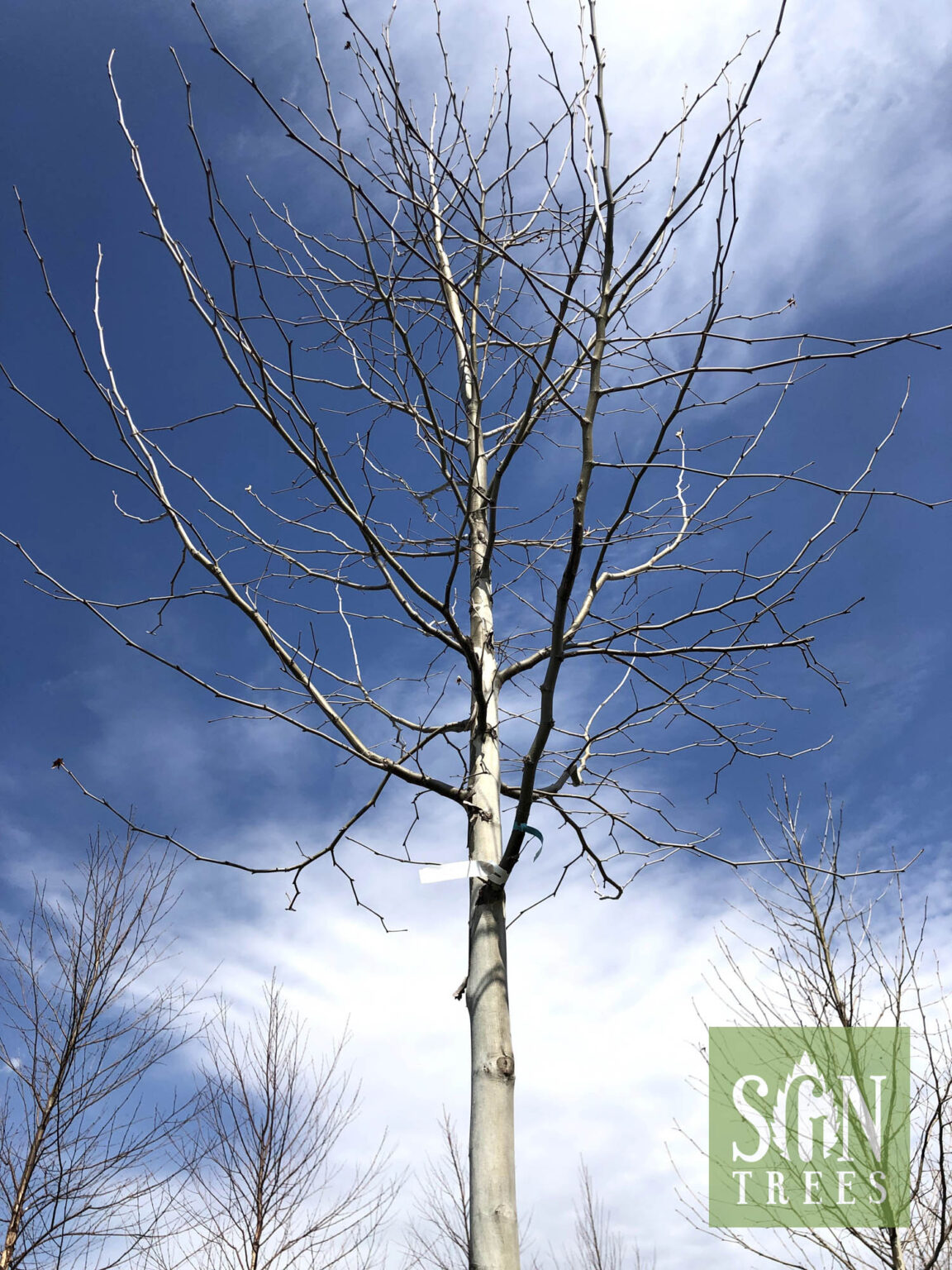Platanus x acerifolia 'Morton Circle' - Spring Grove Nursery