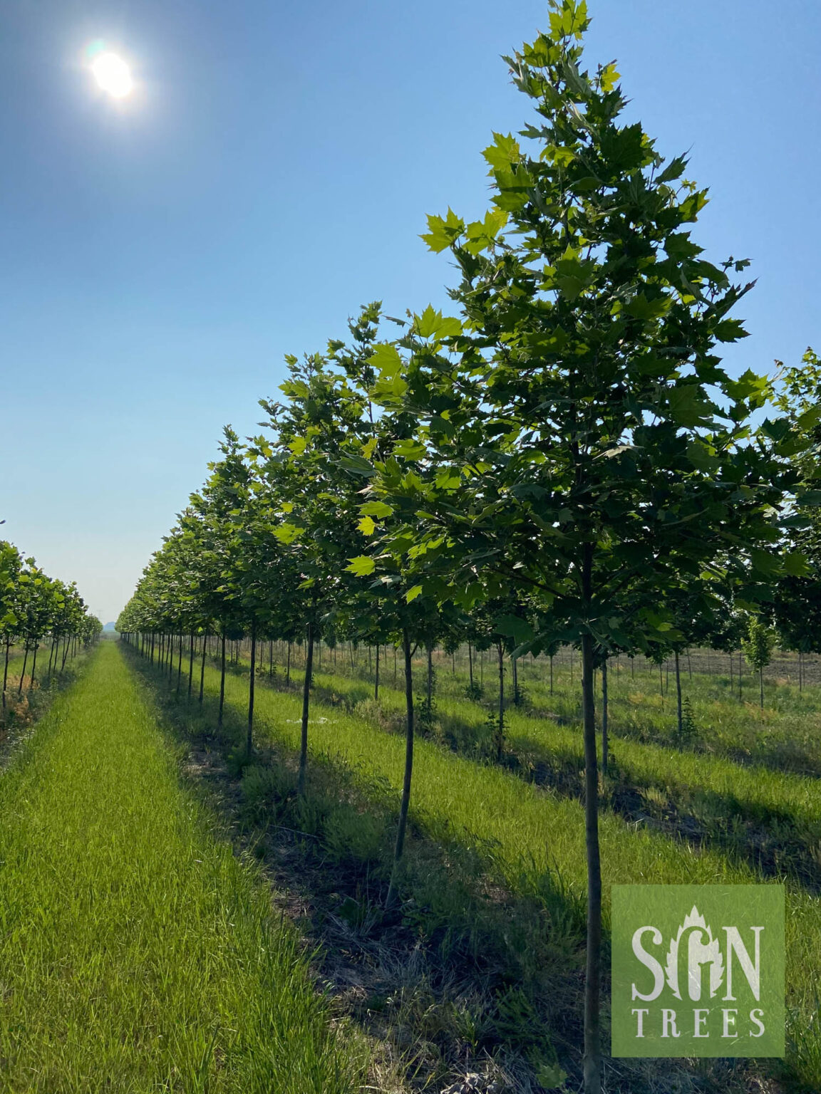 Platanus x acerifolia 'Morton Circle' - Spring Grove Nursery