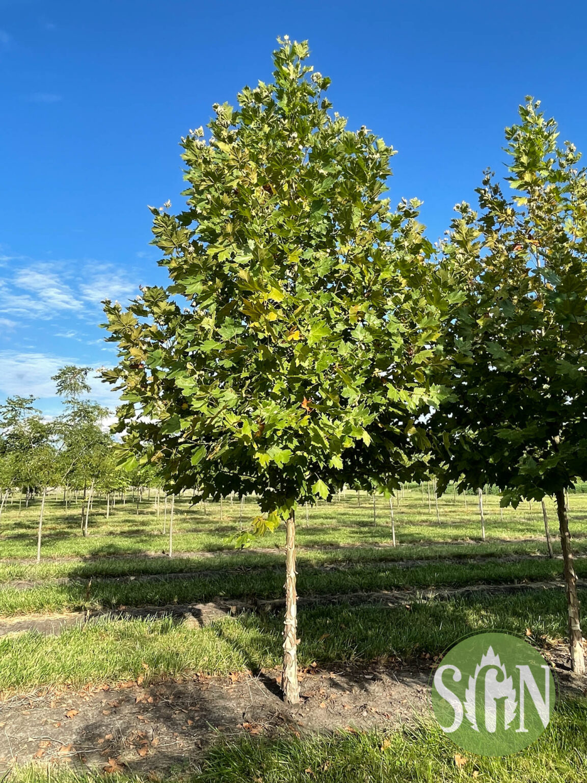 Platanus x acerifolia 'Morton Circle' - Spring Grove Nursery