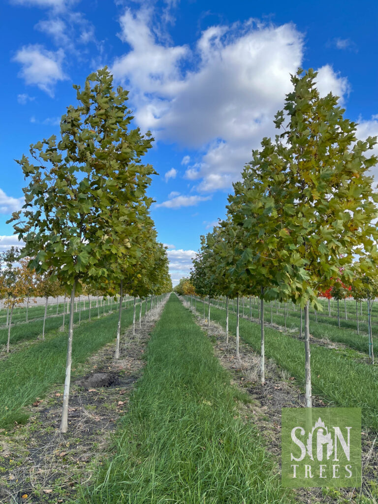 Platanus x acerifolia 'Morton Circle' - Spring Grove Nursery