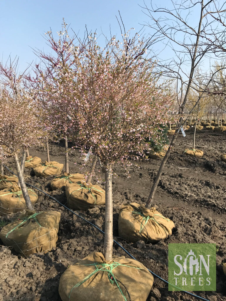 Prunus incisa 'Little Twist' - Spring Grove Nursery