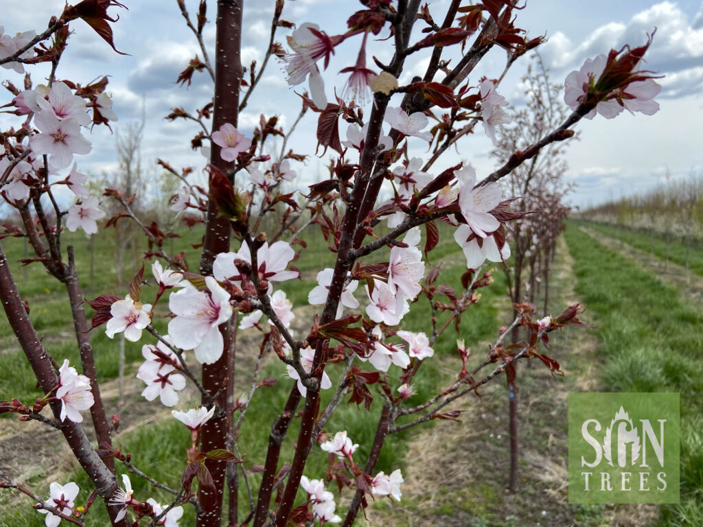 Prunus sargentii 'JFS-KW58' - Spring Grove Nursery