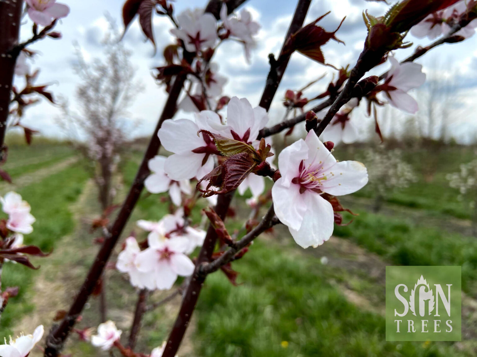 Prunus sargentii 'JFS-KW58' - Spring Grove Nursery