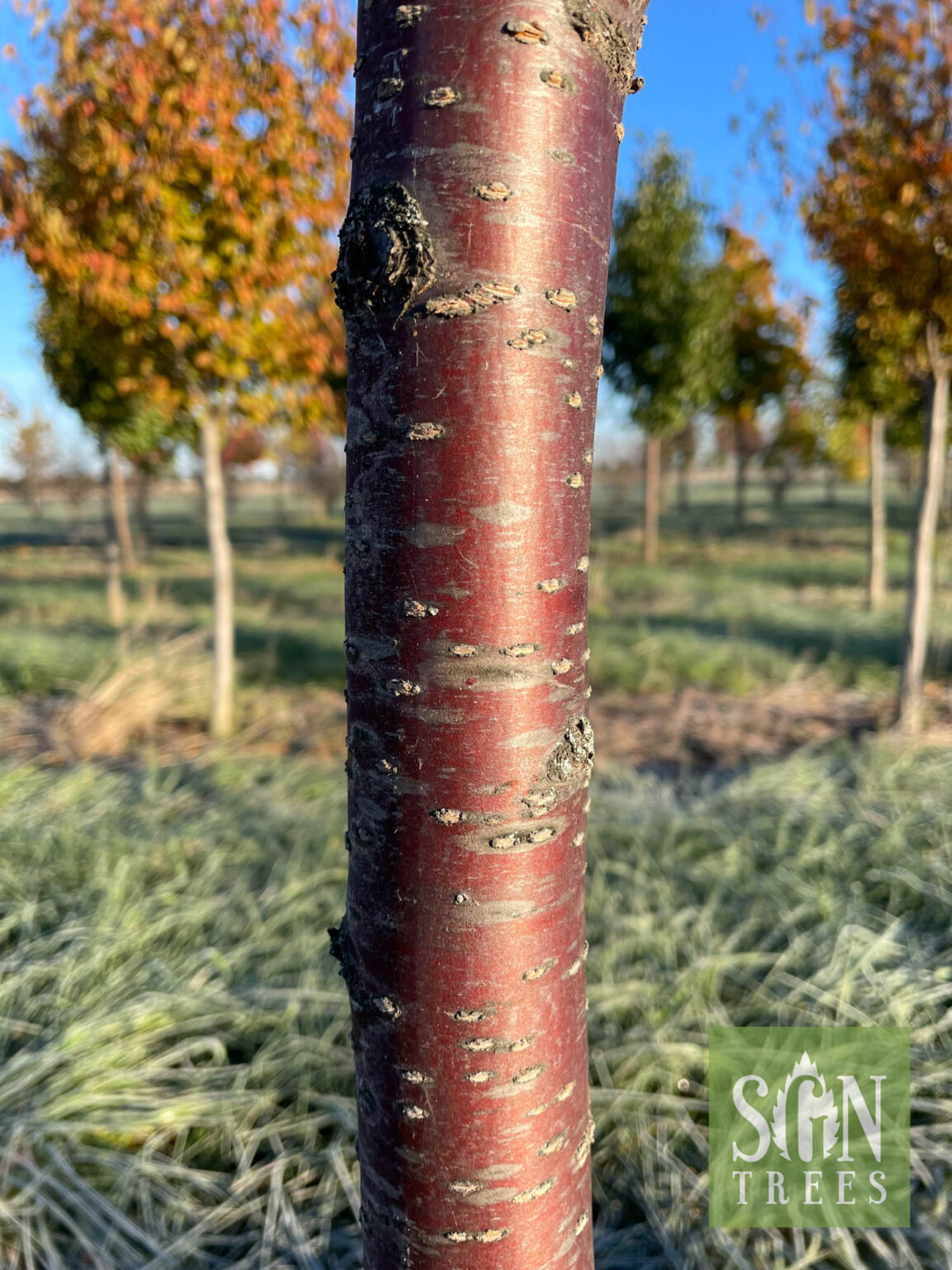 Prunus sargentii 'JFS-KW58' - Spring Grove Nursery