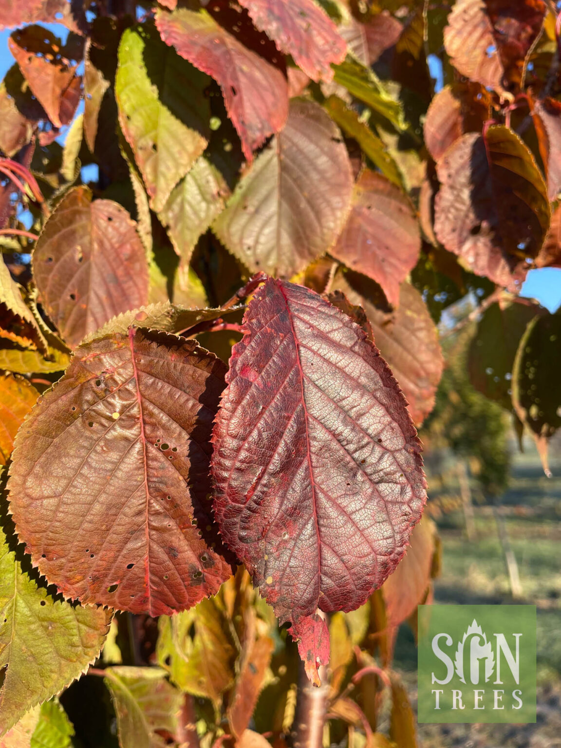 Prunus sargentii 'JFS-KW58' - Spring Grove Nursery