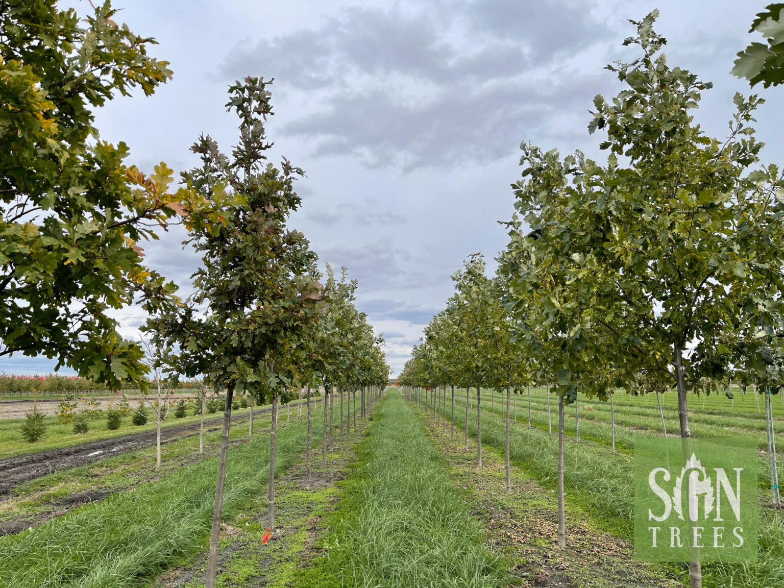 Quercus alba - Spring Grove Nursery