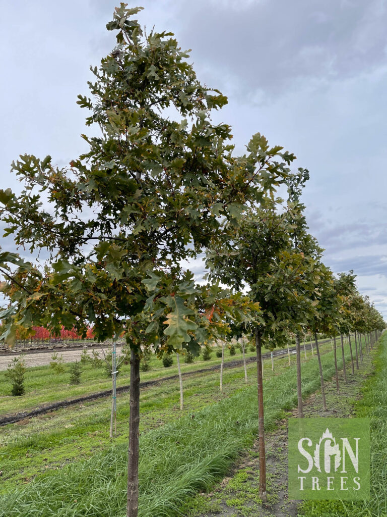 Quercus alba - Spring Grove Nursery