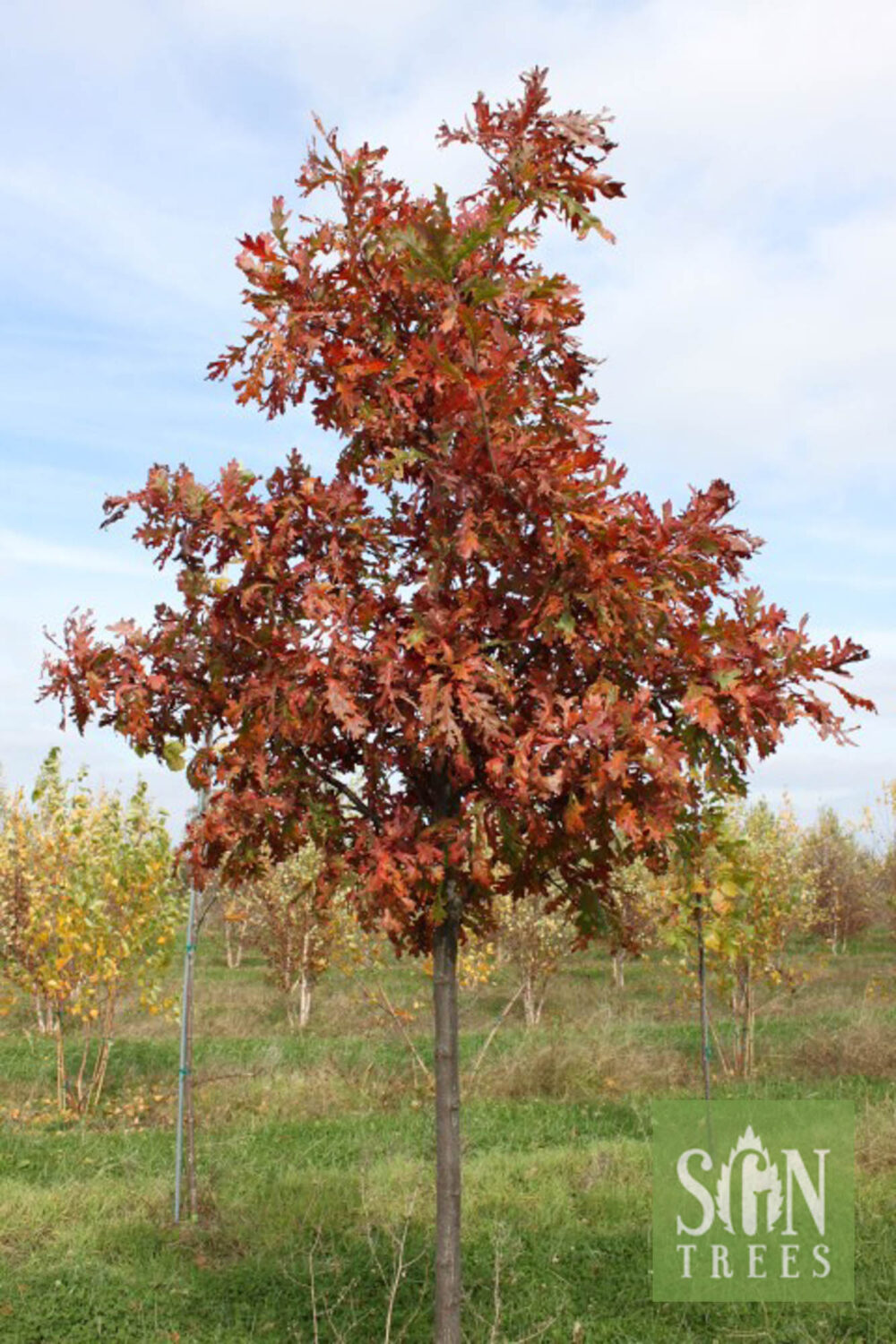 Quercus alba - Spring Grove Nursery