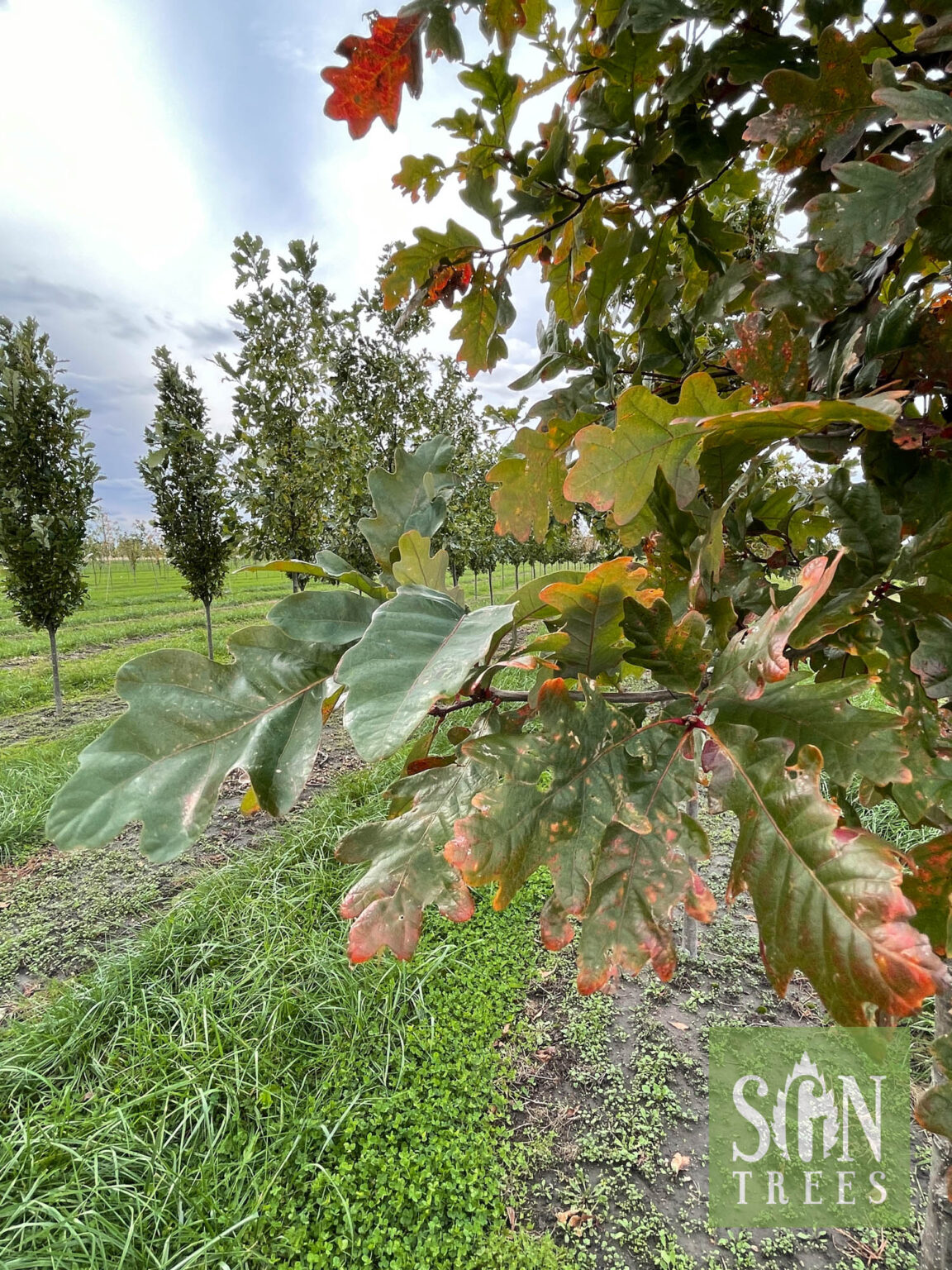 Quercus alba - Spring Grove Nursery