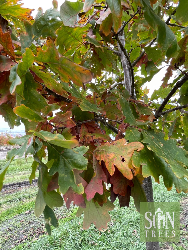 Quercus alba - Spring Grove Nursery