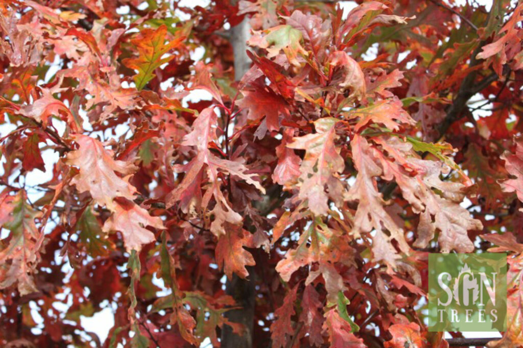 Quercus alba - Spring Grove Nursery