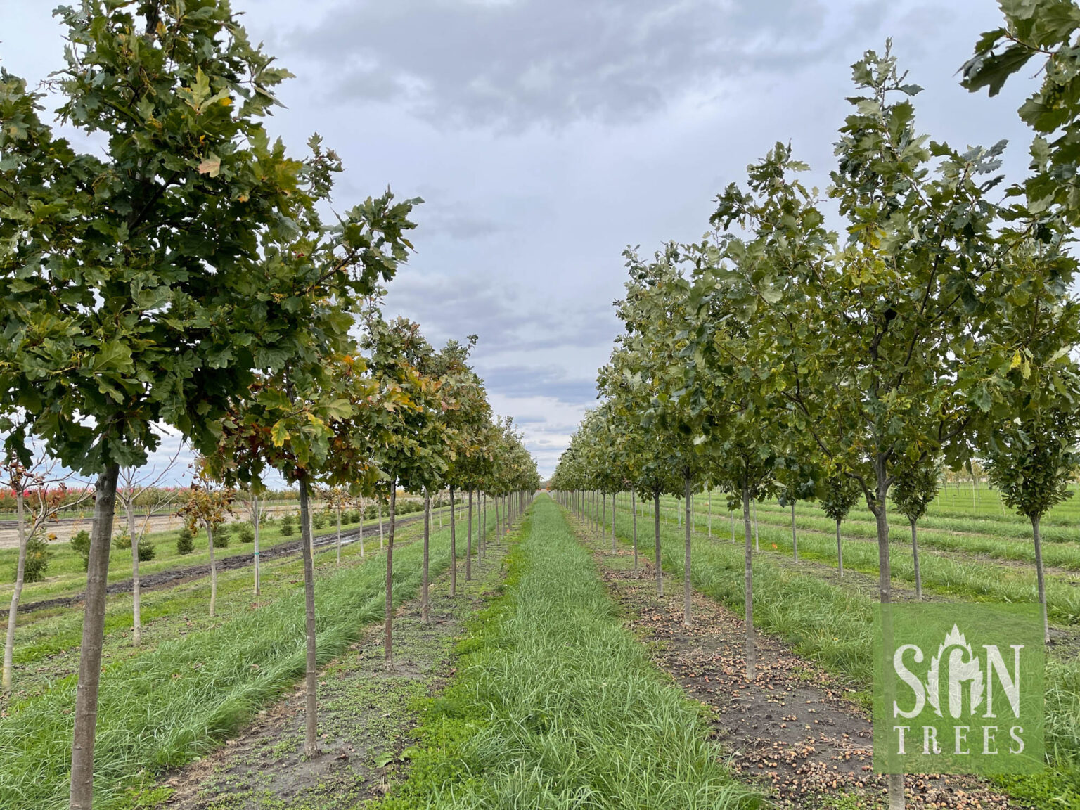 Quercus alba - Spring Grove Nursery