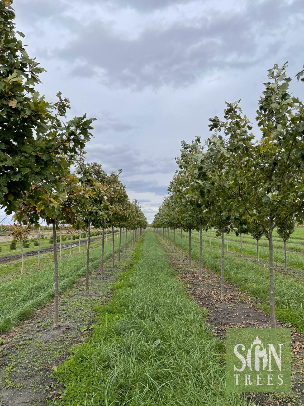Quercus alba - Spring Grove Nursery
