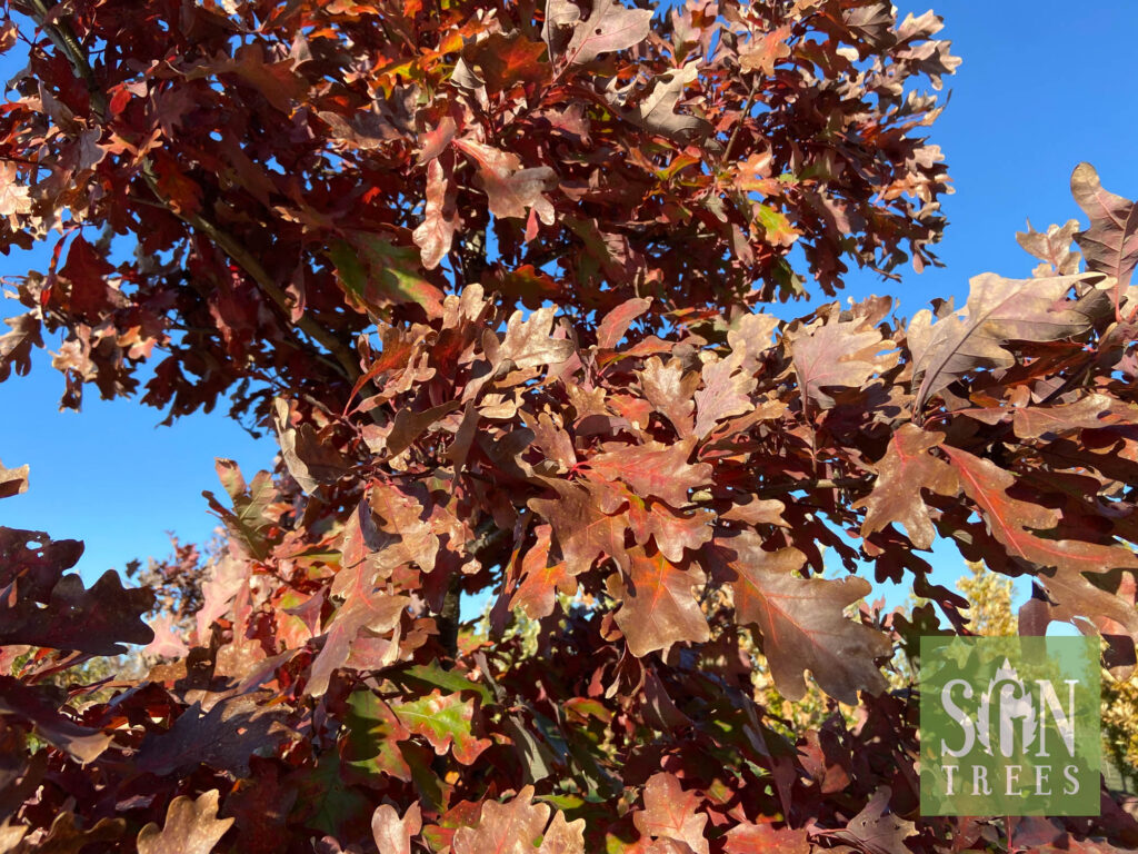 Quercus alba - Spring Grove Nursery