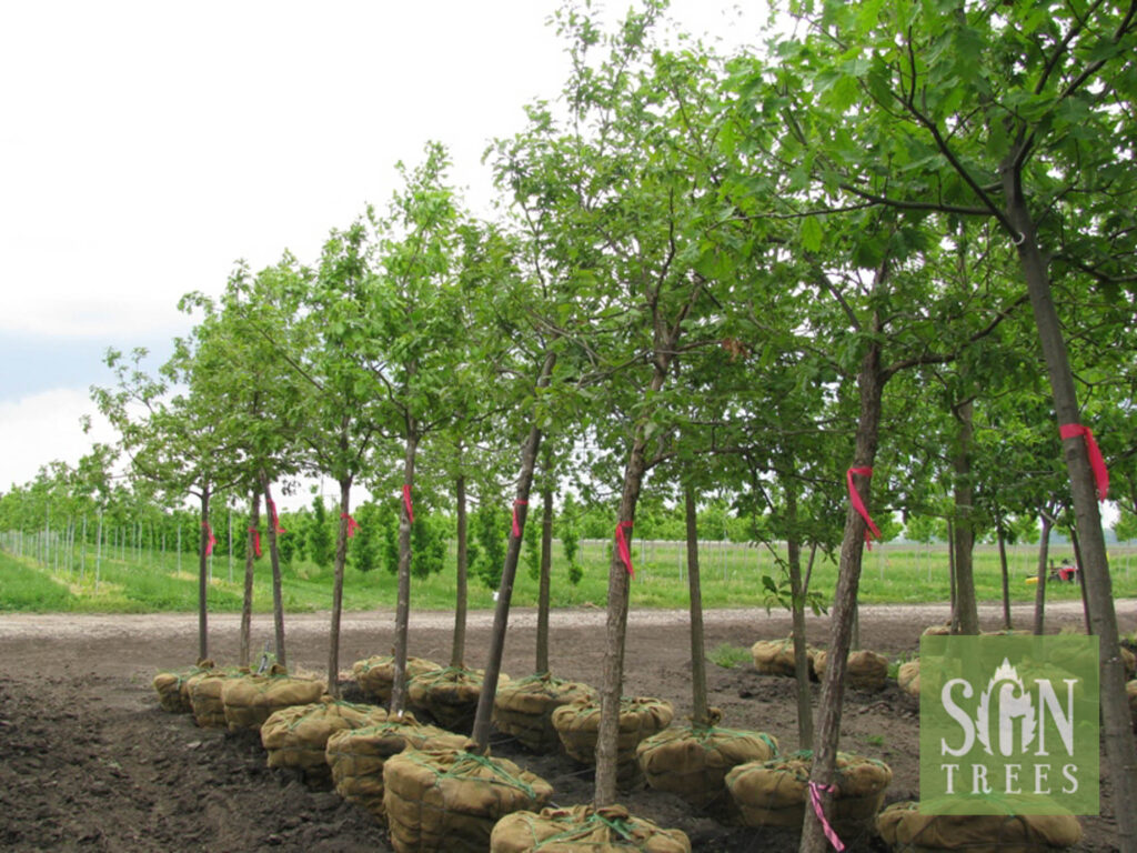 Quercus bicolor - Spring Grove Nursery