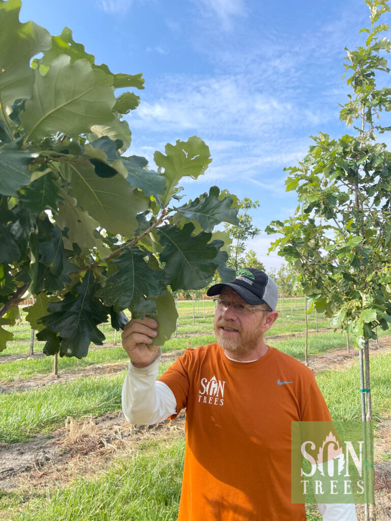 Quercus bicolor - Spring Grove Nursery