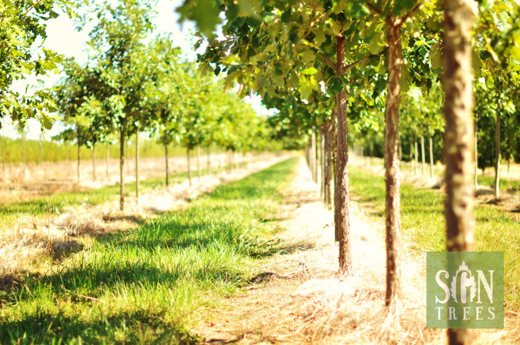 Quercus bicolor - Spring Grove Nursery
