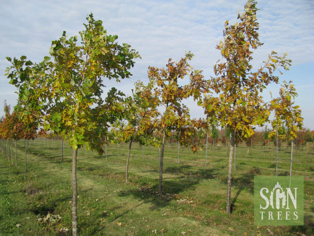 Quercus bicolor - Spring Grove Nursery
