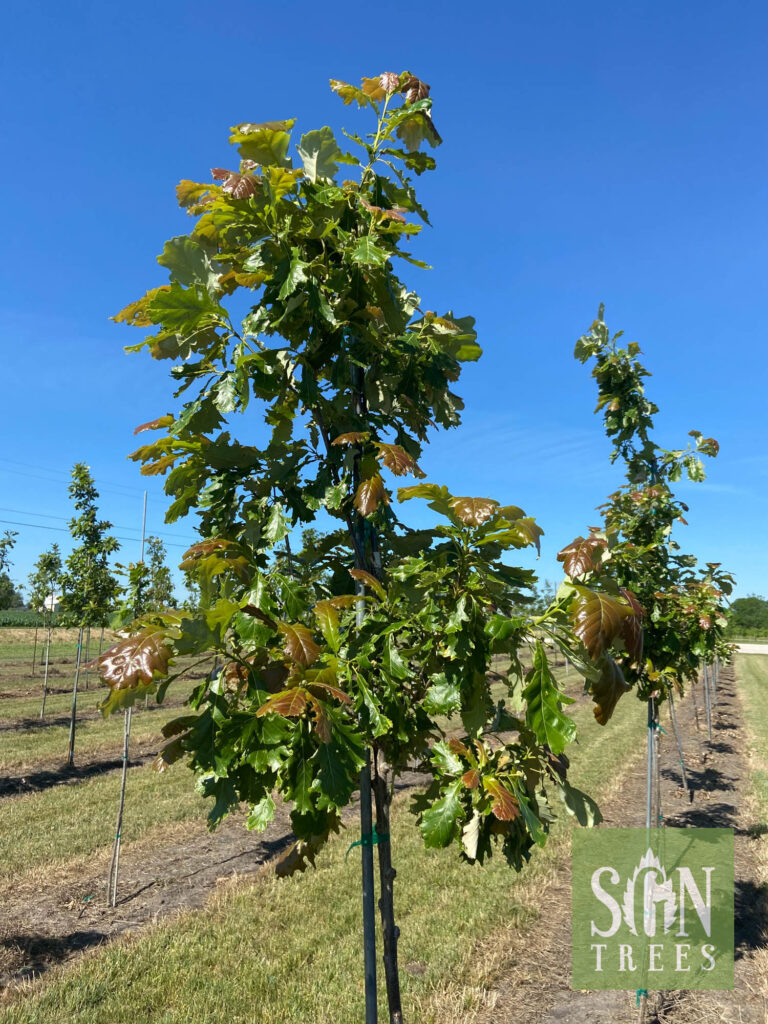 Quercus bicolor 'JFS-KW12' - Spring Grove Nursery