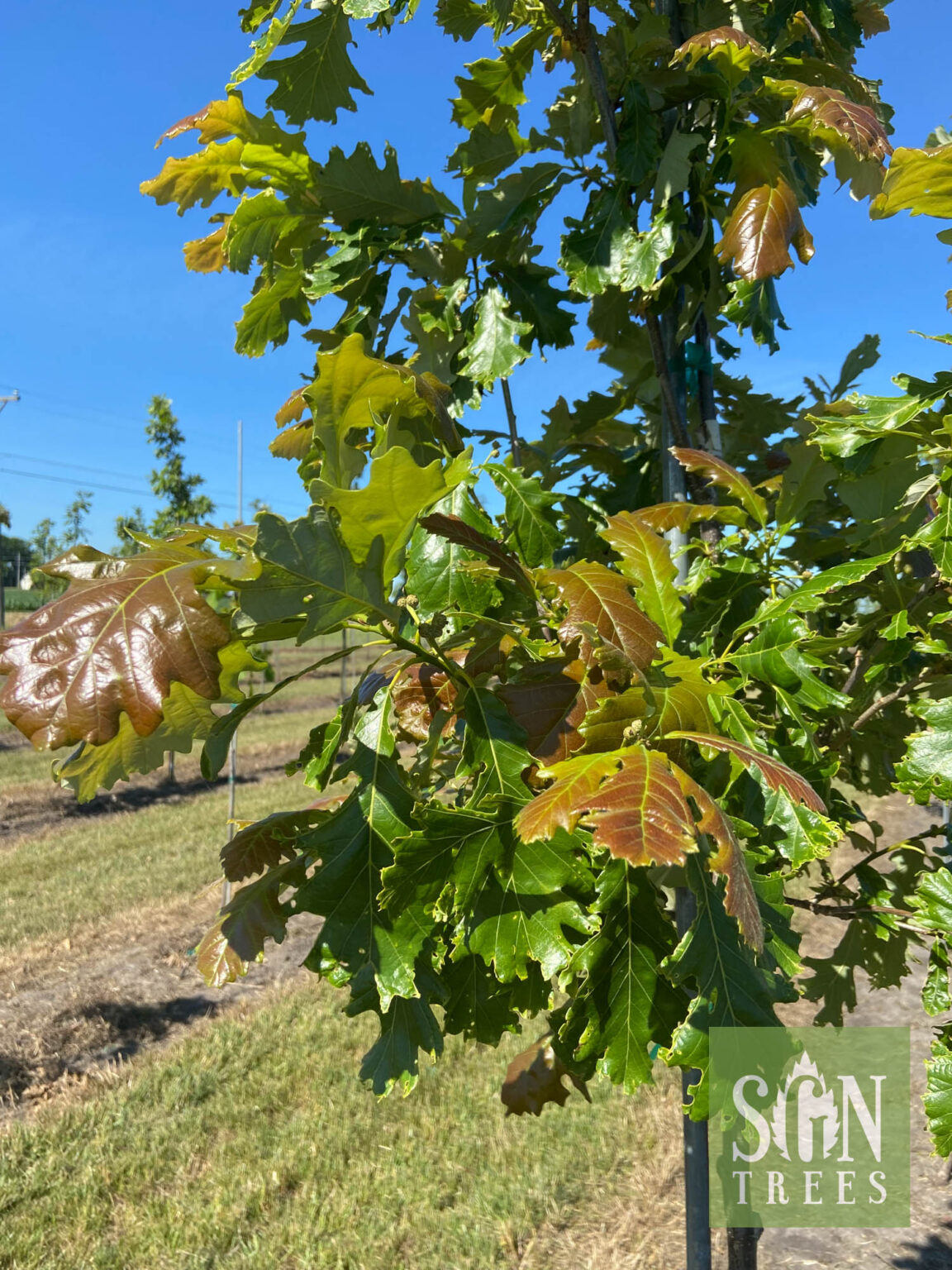 Quercus bicolor 'JFS-KW12' - Spring Grove Nursery