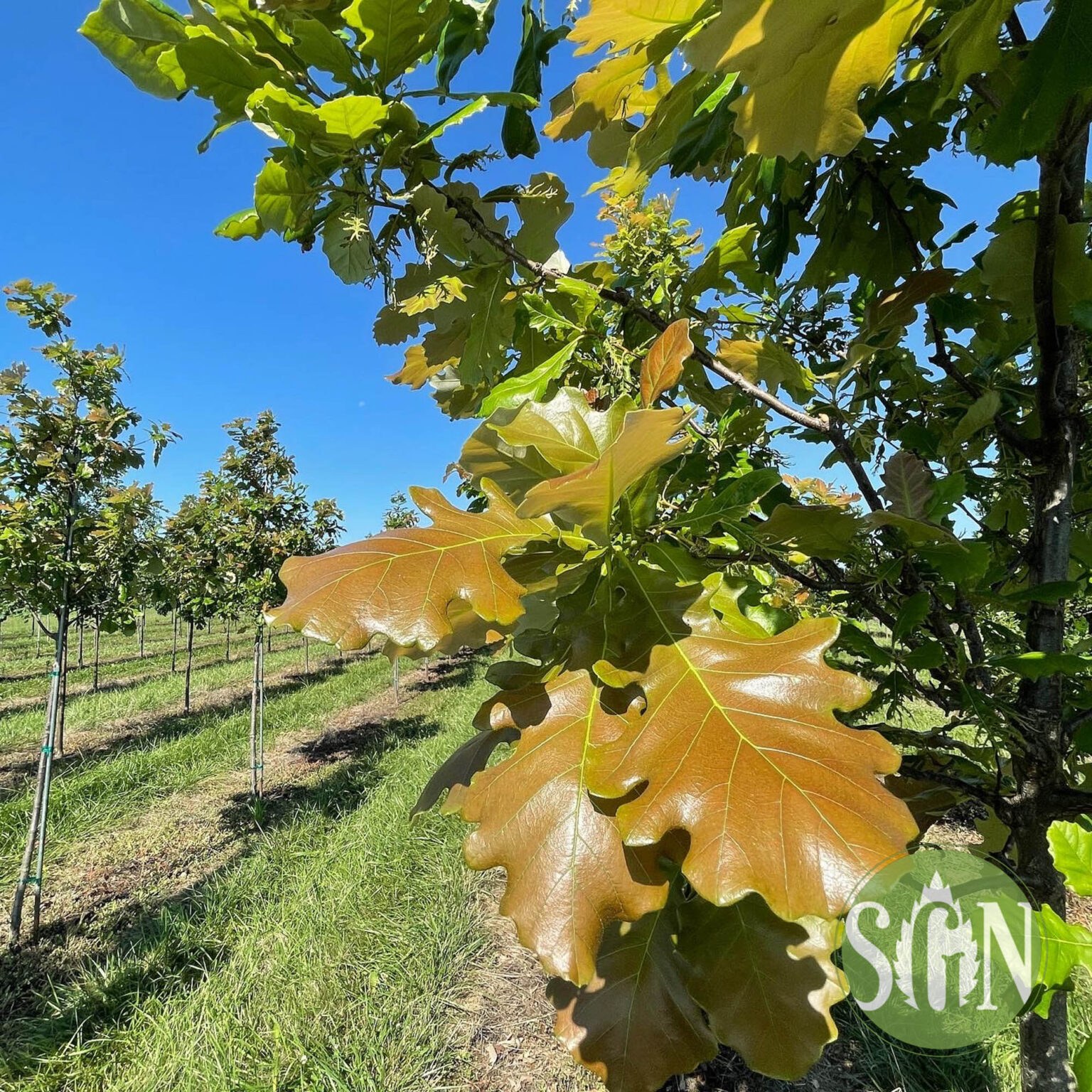 Quercus bicolor 'JFS-KW12' - Spring Grove Nursery