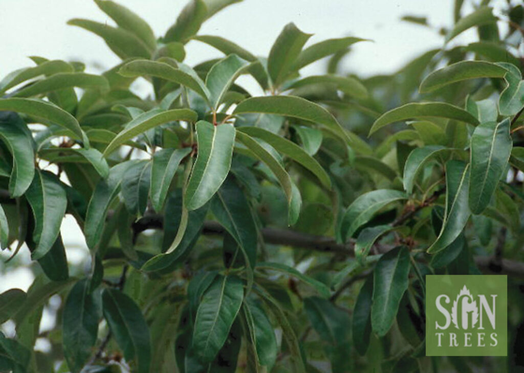 Quercus imbricaria - Spring Grove Nursery