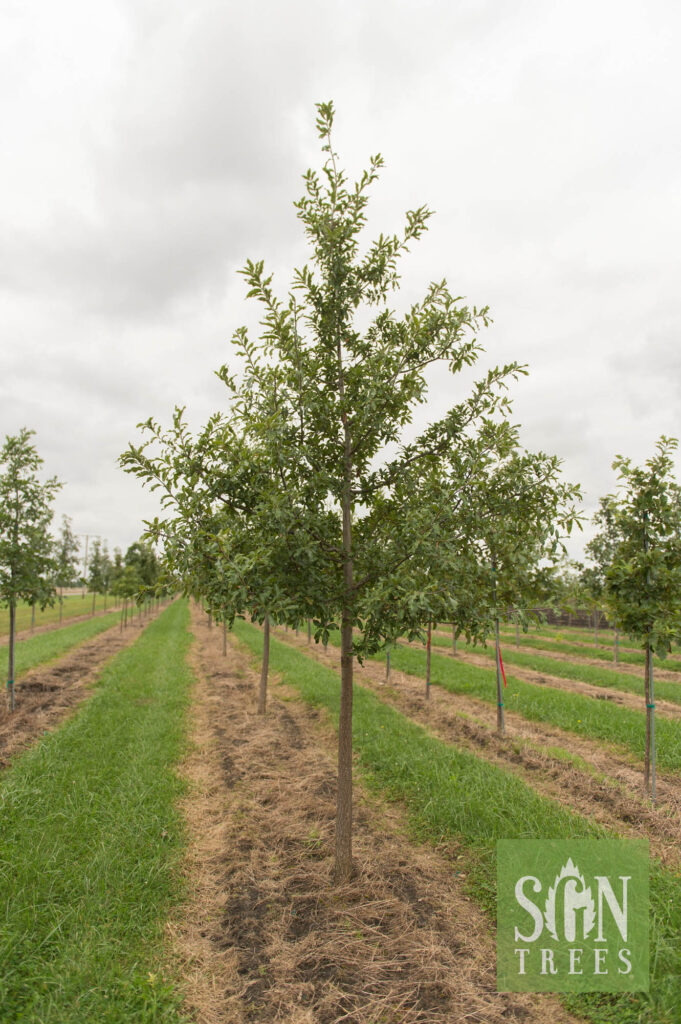 Quercus imbricaria - Spring Grove Nursery