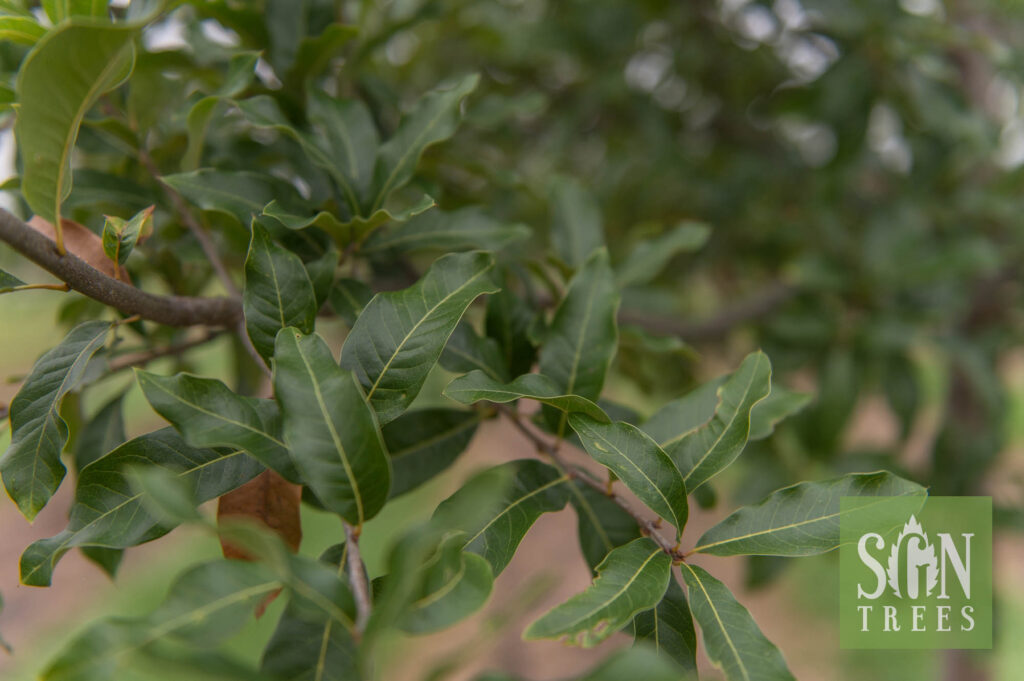 Quercus imbricaria - Spring Grove Nursery