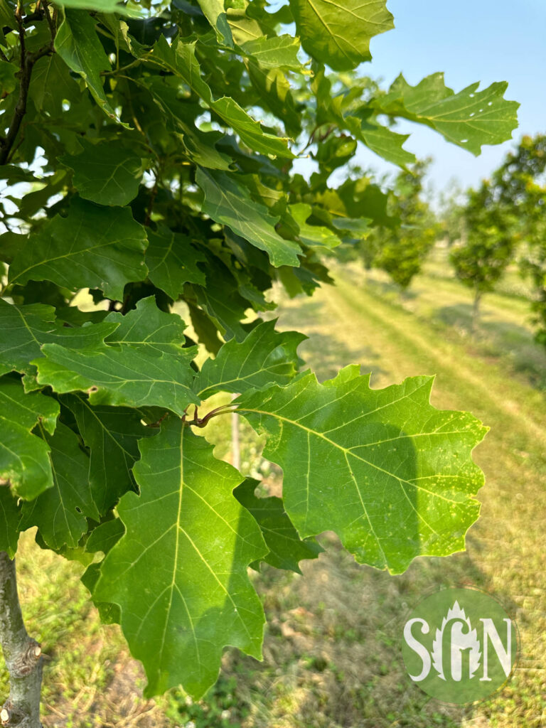 Quercus macrocarpa - Spring Grove Nursery