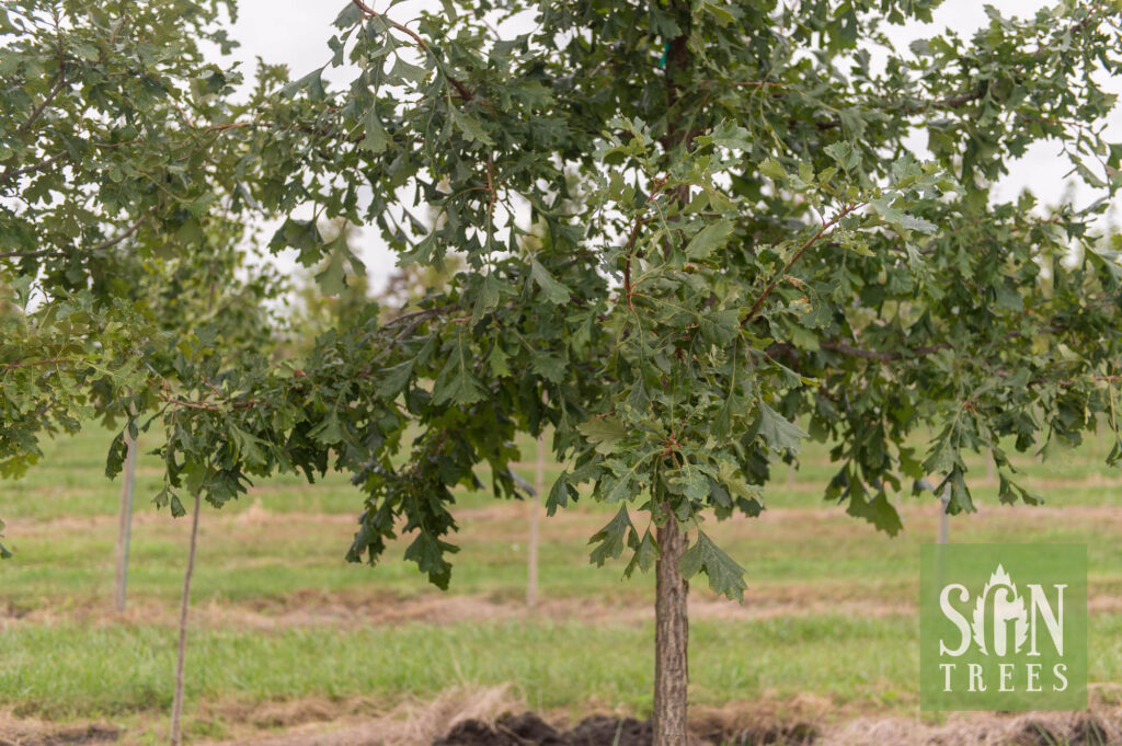 Quercus macrocarpa - Spring Grove Nursery