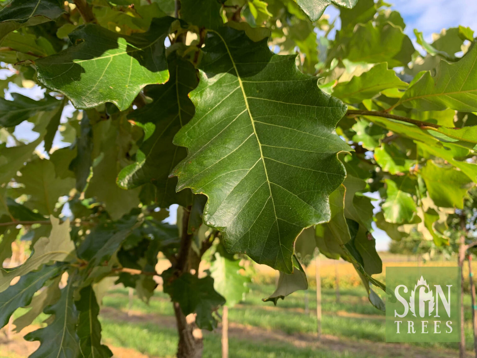 Quercus macrocarpa - Spring Grove Nursery