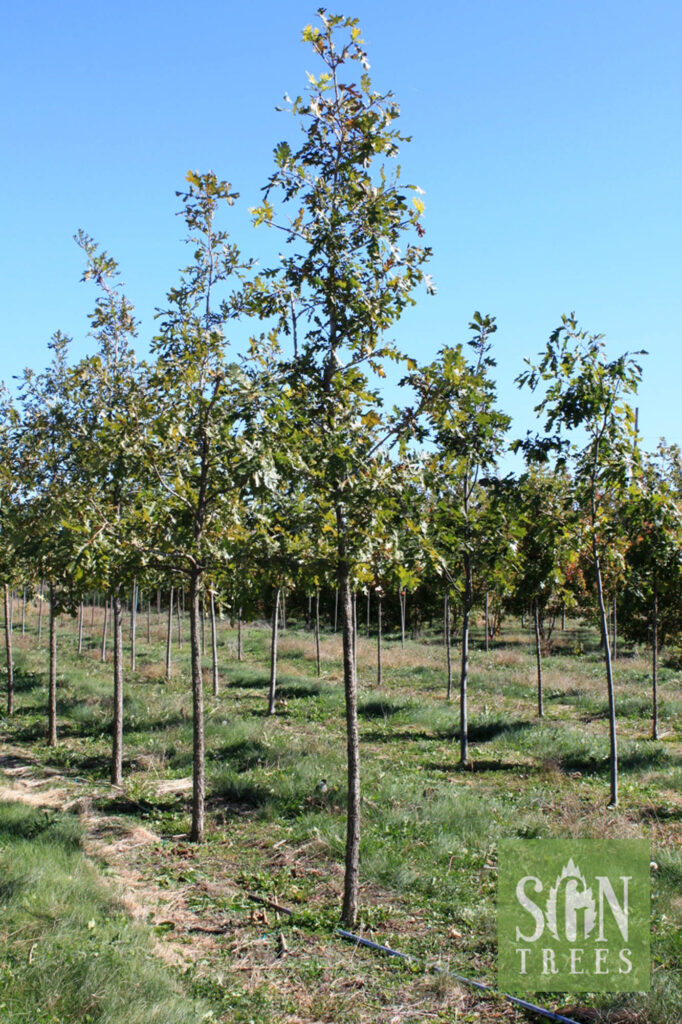 Quercus macrocarpa - Spring Grove Nursery