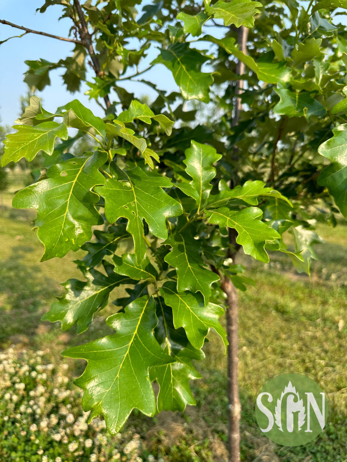 Quercus macrocarpa - Spring Grove Nursery
