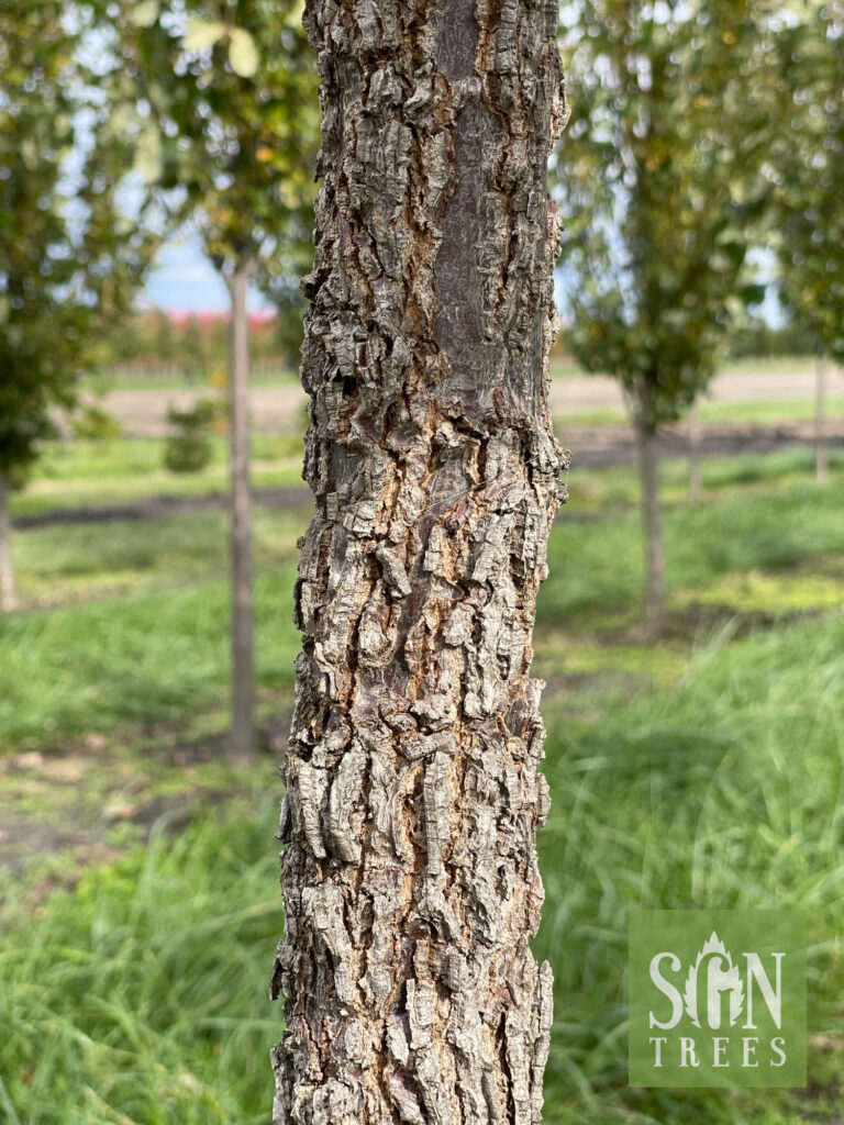 Quercus macrocarpa - Spring Grove Nursery