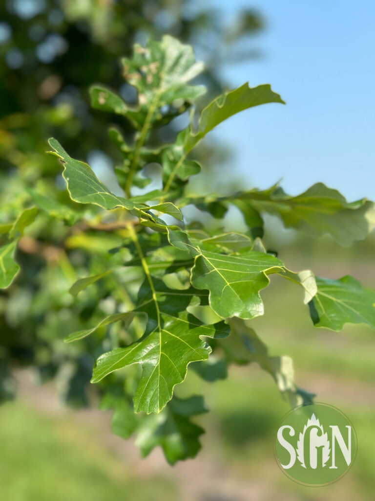 Quercus macrocarpa 'JFS-KW14' - Spring Grove Nursery