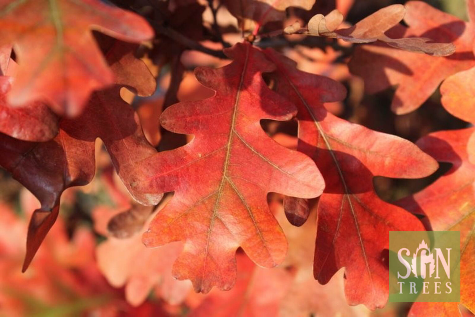 Quercus robur x Q. alba 'Crimschmidt' - Spring Grove Nursery